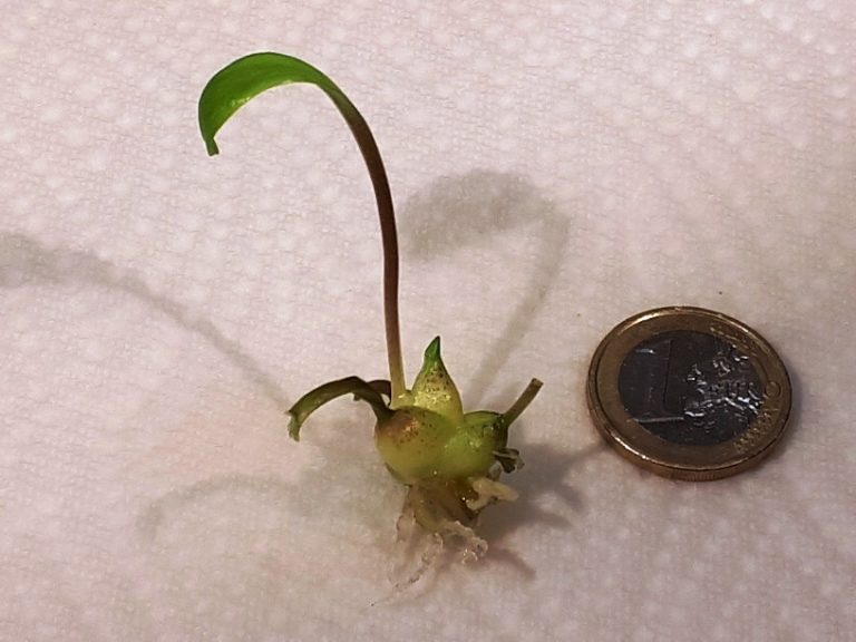 Lilium rhodopeum – Nadartsi # Lrhod5.2 *1x – Lilium Division IX Shop