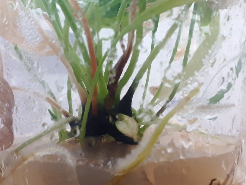 Lilium rosthornii # Lrost1.13 *1x – Lilium Division IX Shop