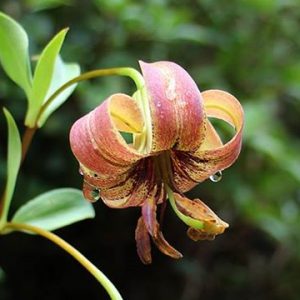 Products – Lilium Division IX Shop