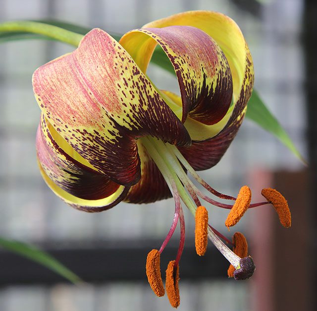 Lilium primulinum Rock´s variety PW # LprimochRock2.0 *1x – Lilium ...