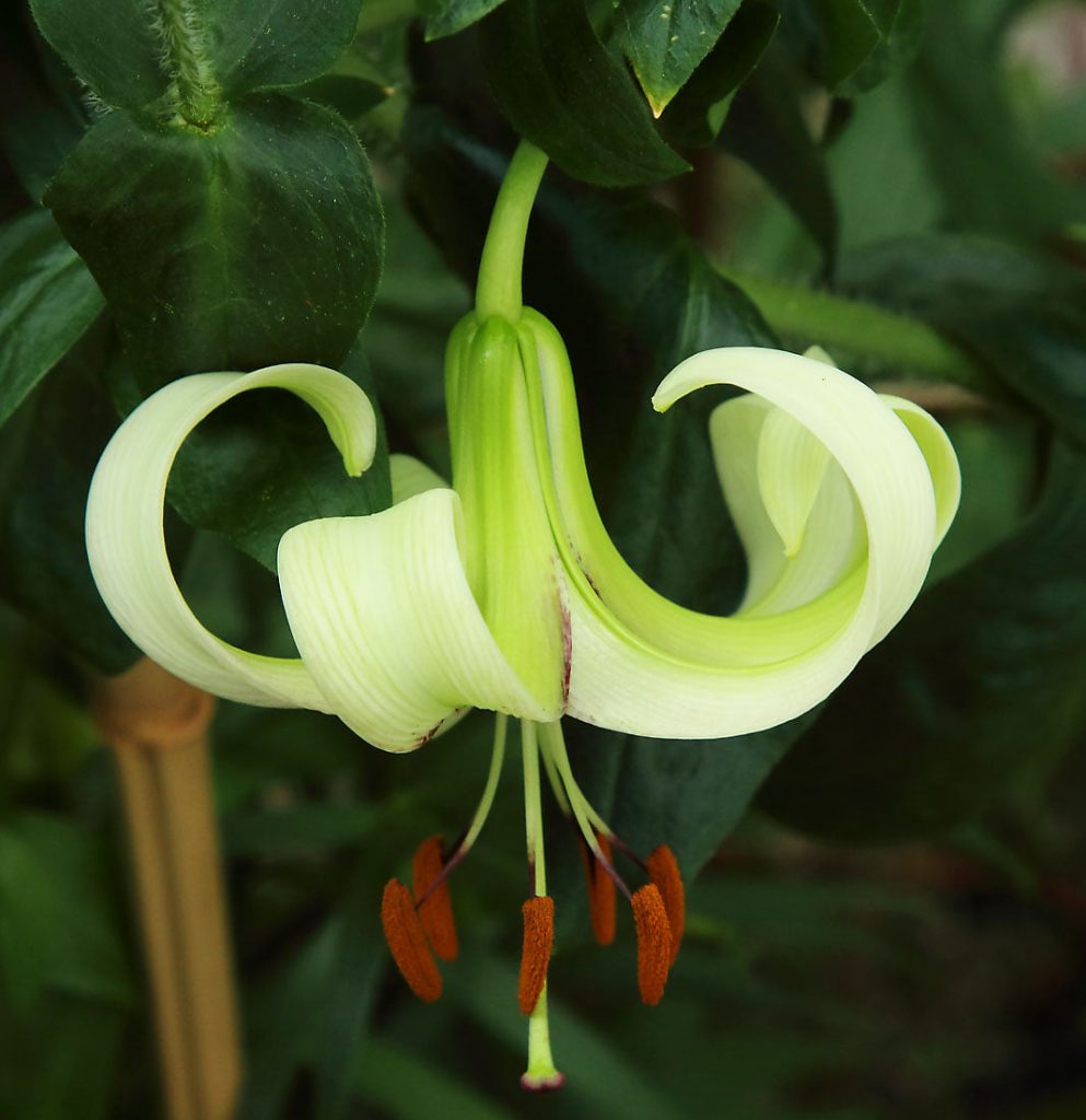 Lilium poilanei Y.Wang # Lpoil3.1 *1x – Lilium Division IX Shop