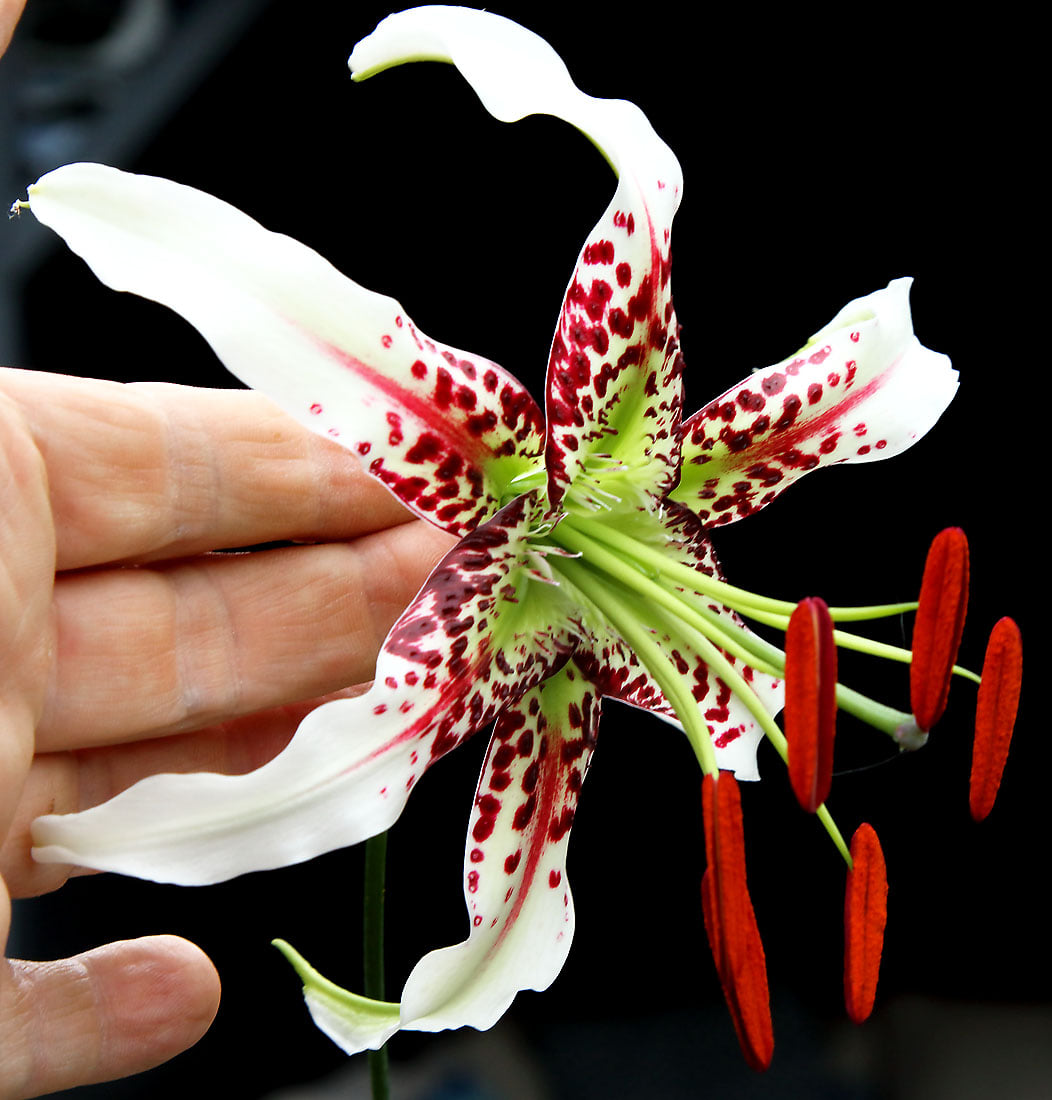 Lilium gloriosoides ex Guangxi # LglorMainGuan1.7 *1x – Lilium Division ...